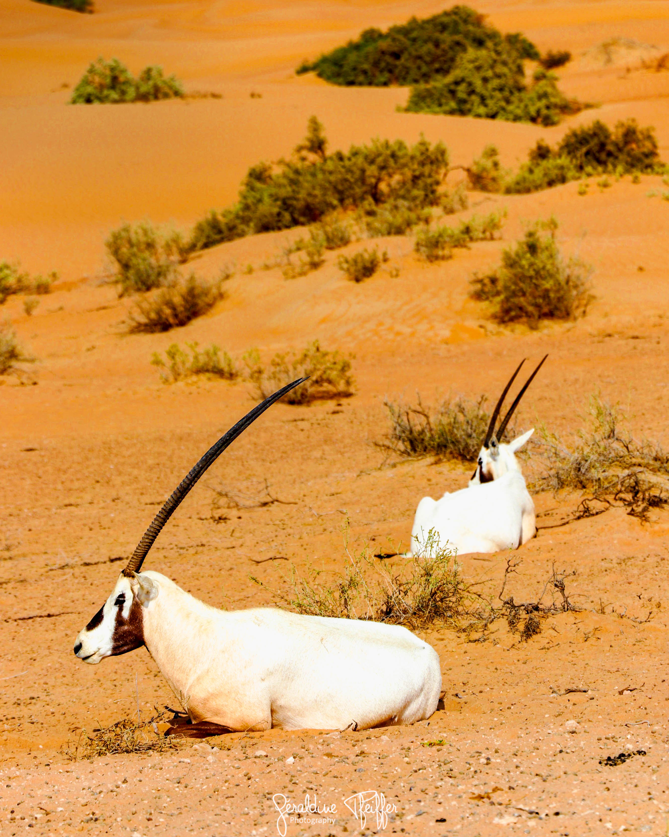 The Arabian Oryx, a vulnerable specie - UAE | Wairua Kaieke - Travel blog